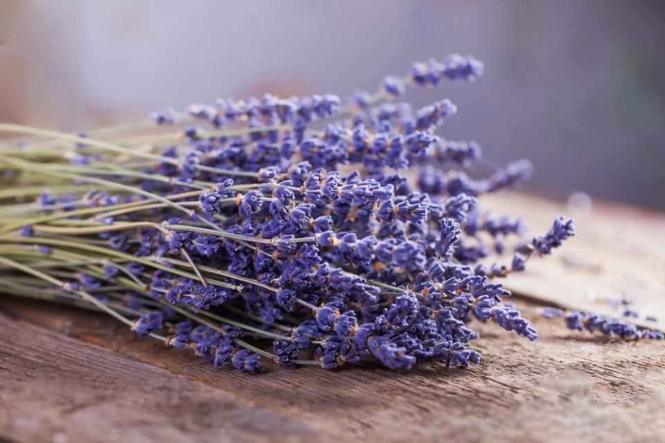 Lavender Facts
